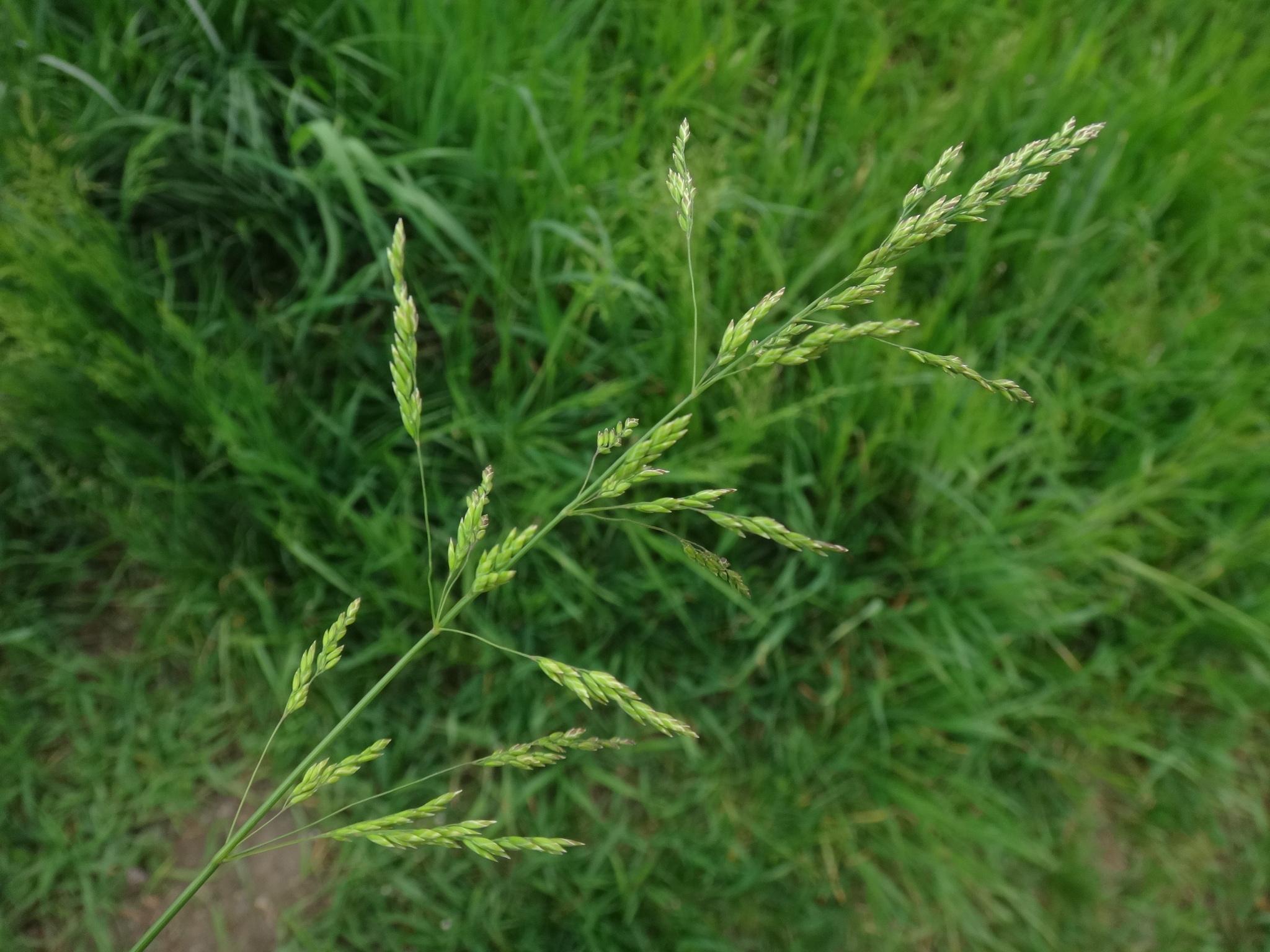 Poa trivialis L.
