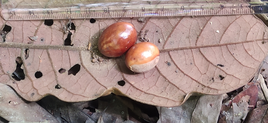 Palaquium ravii in April 2023 by Jyotsna Nag. seeds · iNaturalist