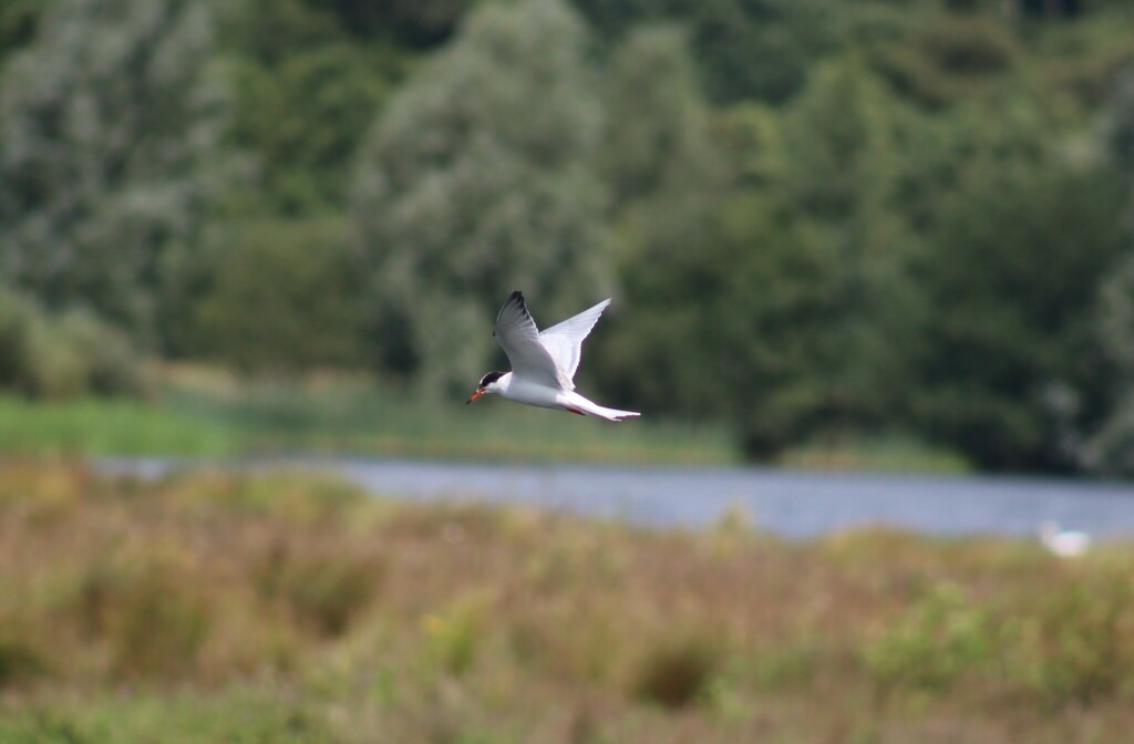 Common Tern from Lancashire, UK on August 3, 2022 at 11:59 AM by ...