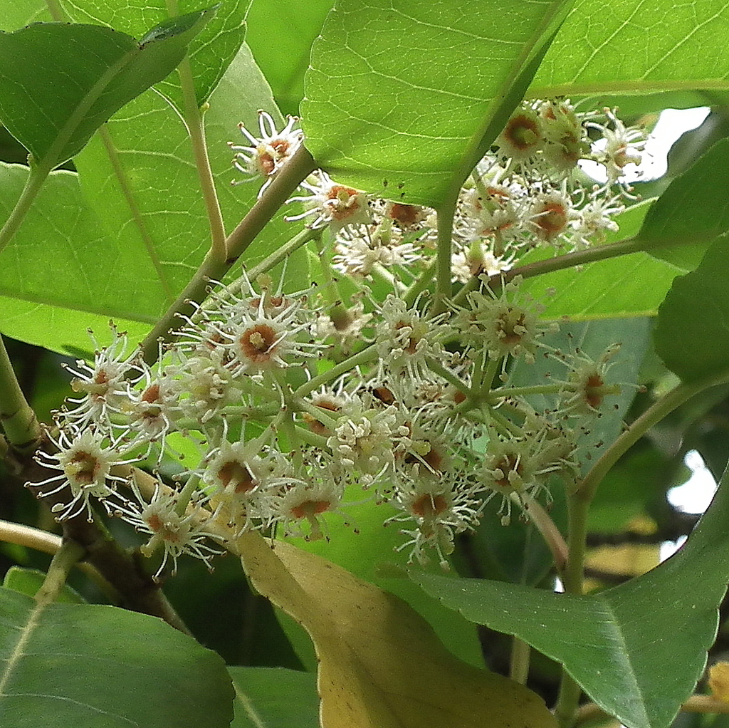 Red stinkwood in April 2023 by Colin Ralston · iNaturalist