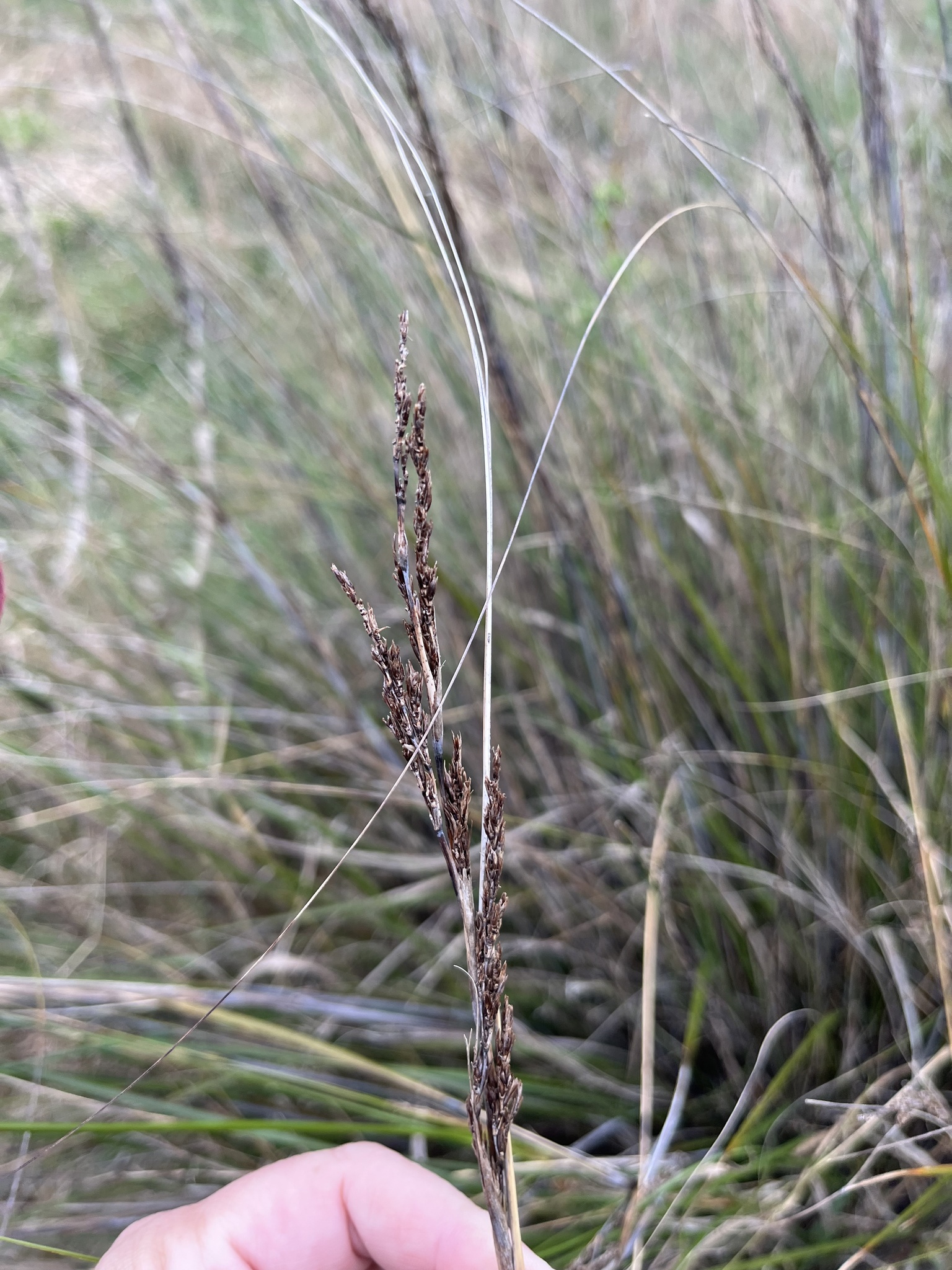 Gahnia filum (Labill.) F.Muell.