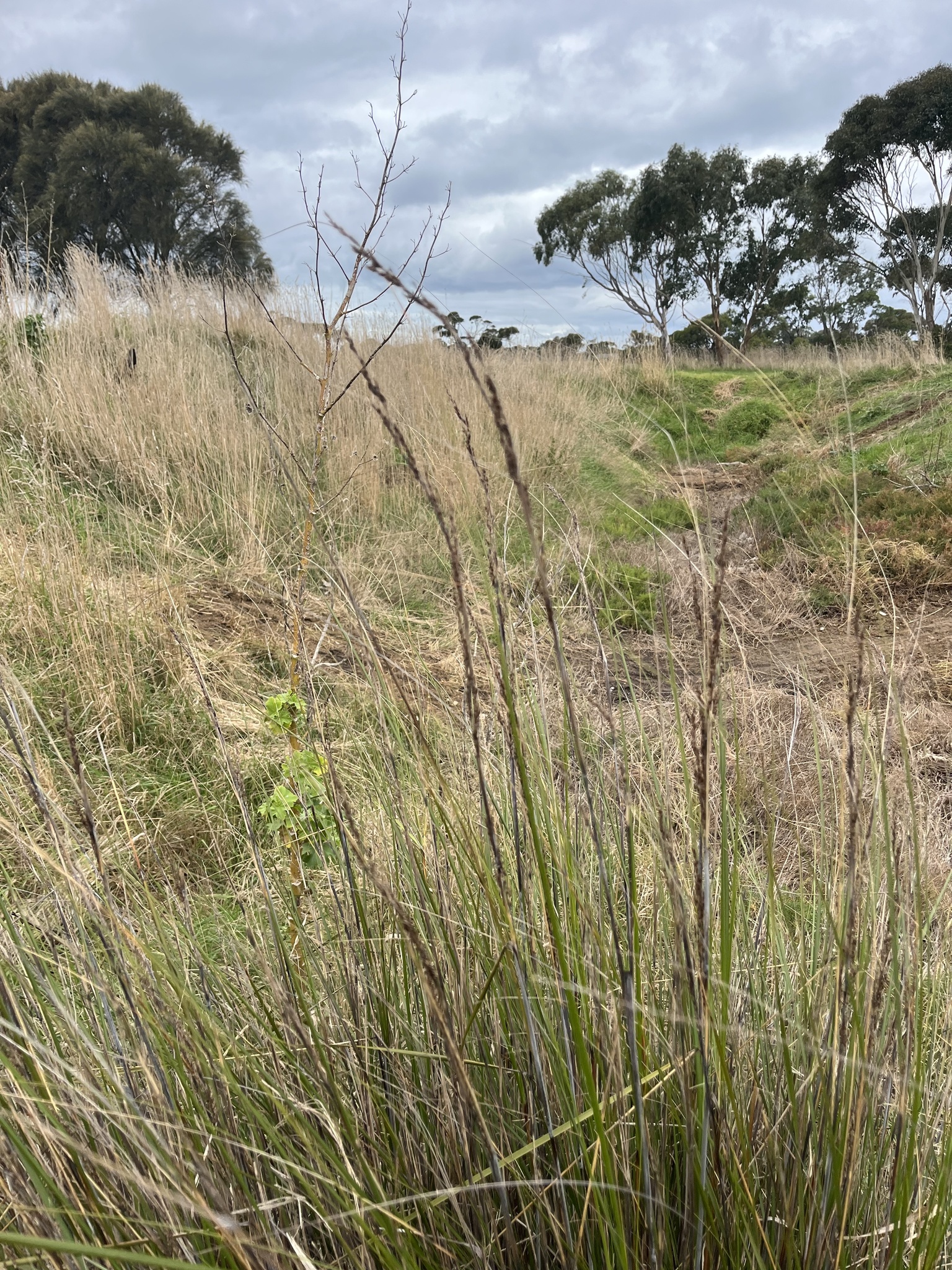 Gahnia filum (Labill.) F.Muell.