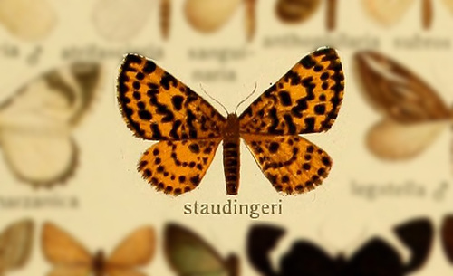 Ptygmatophora staudingeri · iNaturalist Ecuador