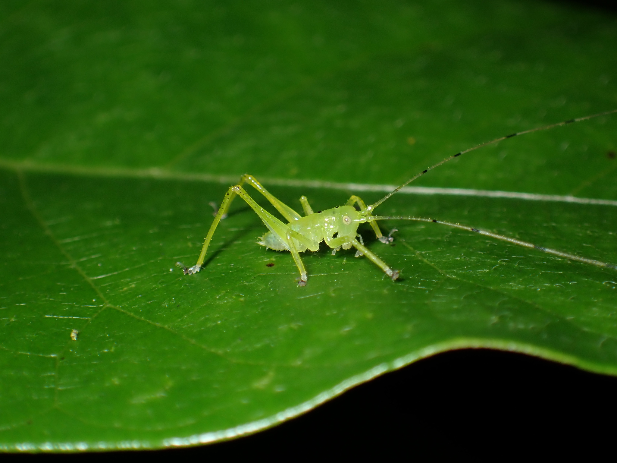 Hexacentrus unicolor Serville, 1831
