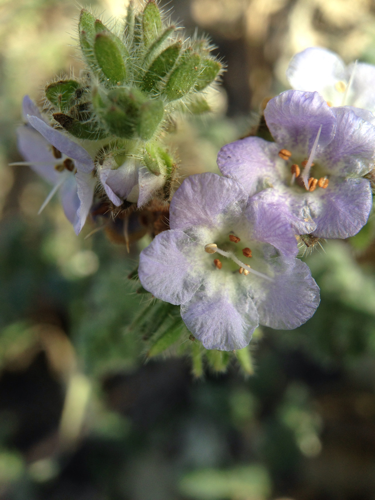 Lacy phacelia on December 09, 2015 at 01:24 PM by Scot Pipkin. Many ...