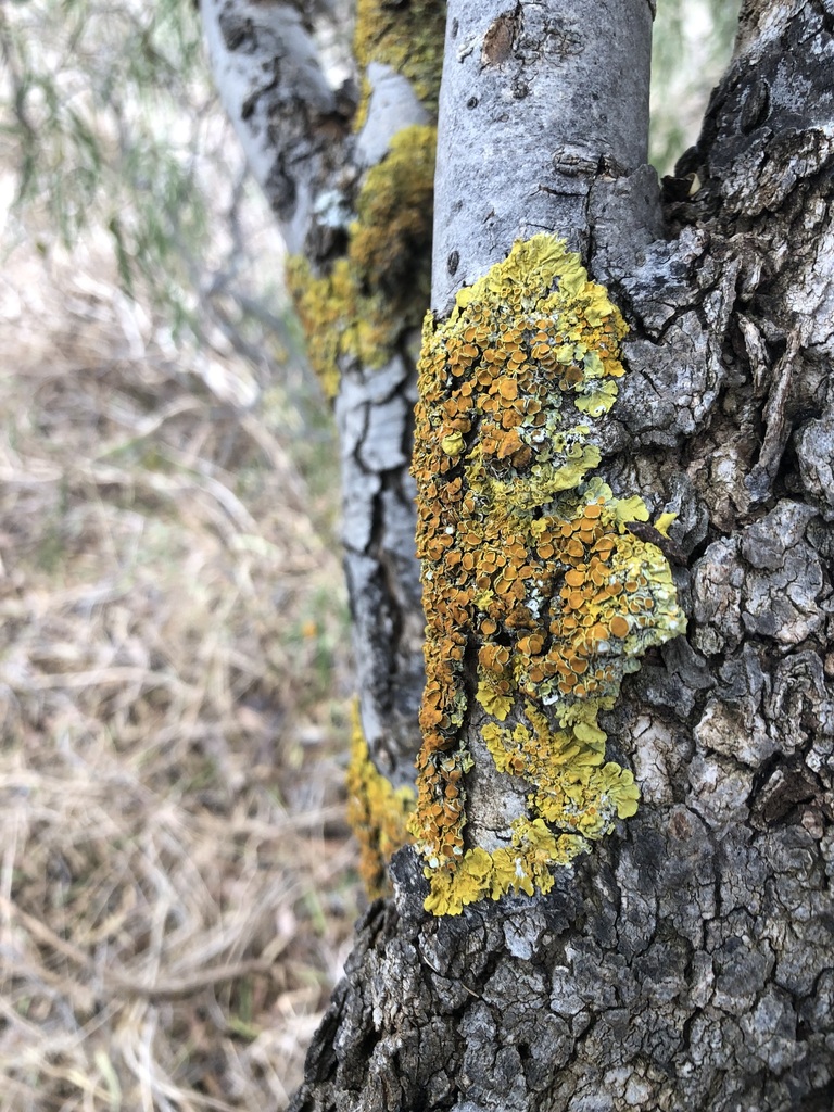 Common Sunburst Lichen from Pinnaroo SA 5304, Australia on May 4, 2023 ...