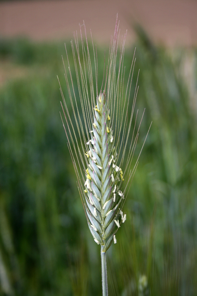 rye (Secale cereale) - Botanical Realm