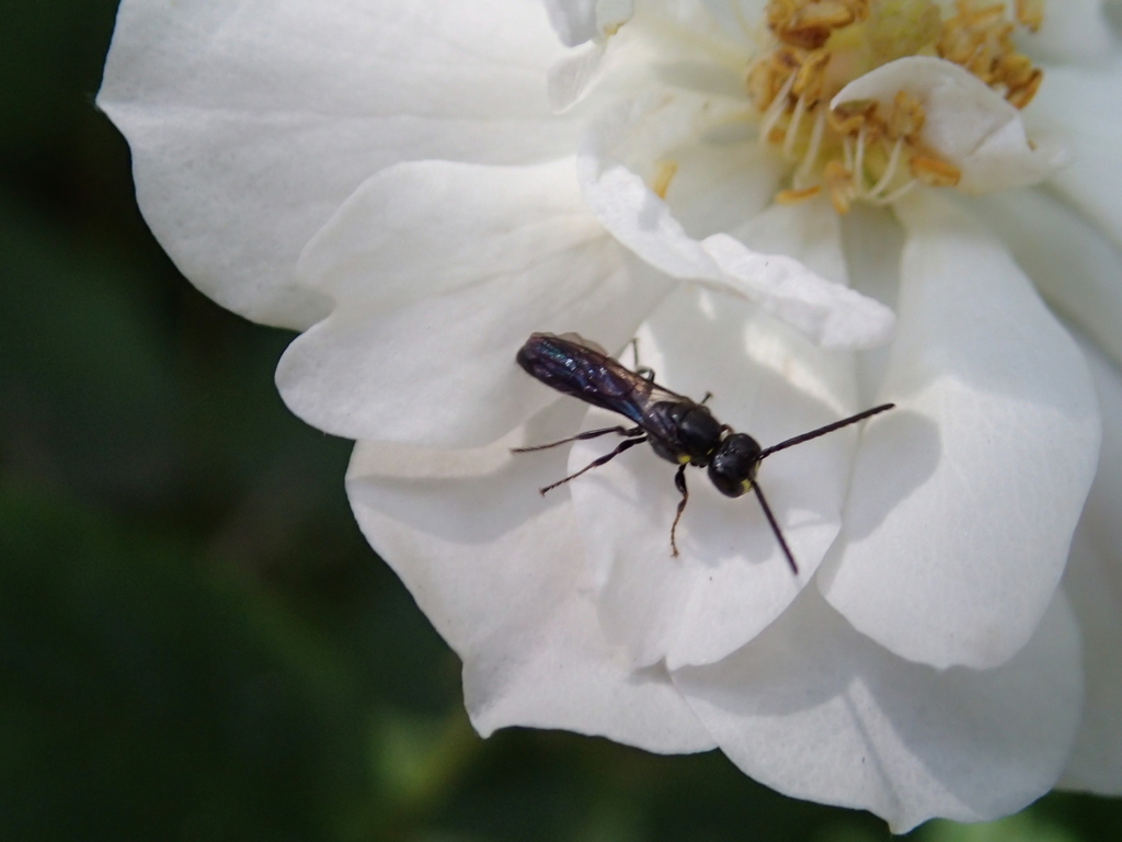 Maori Masked Bee from Bolton Street Memorial Park, Wellington, New ...