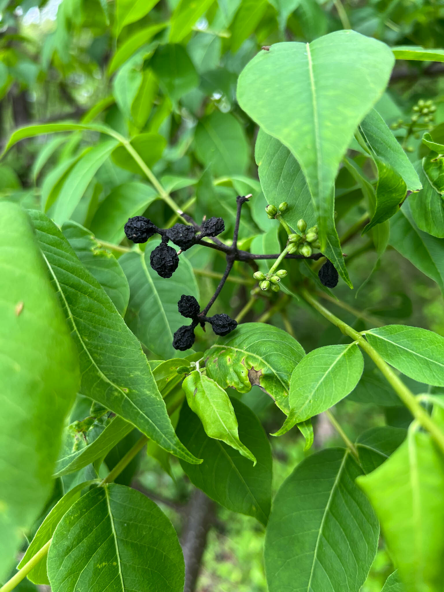 Phellodendron amurense Rupr.