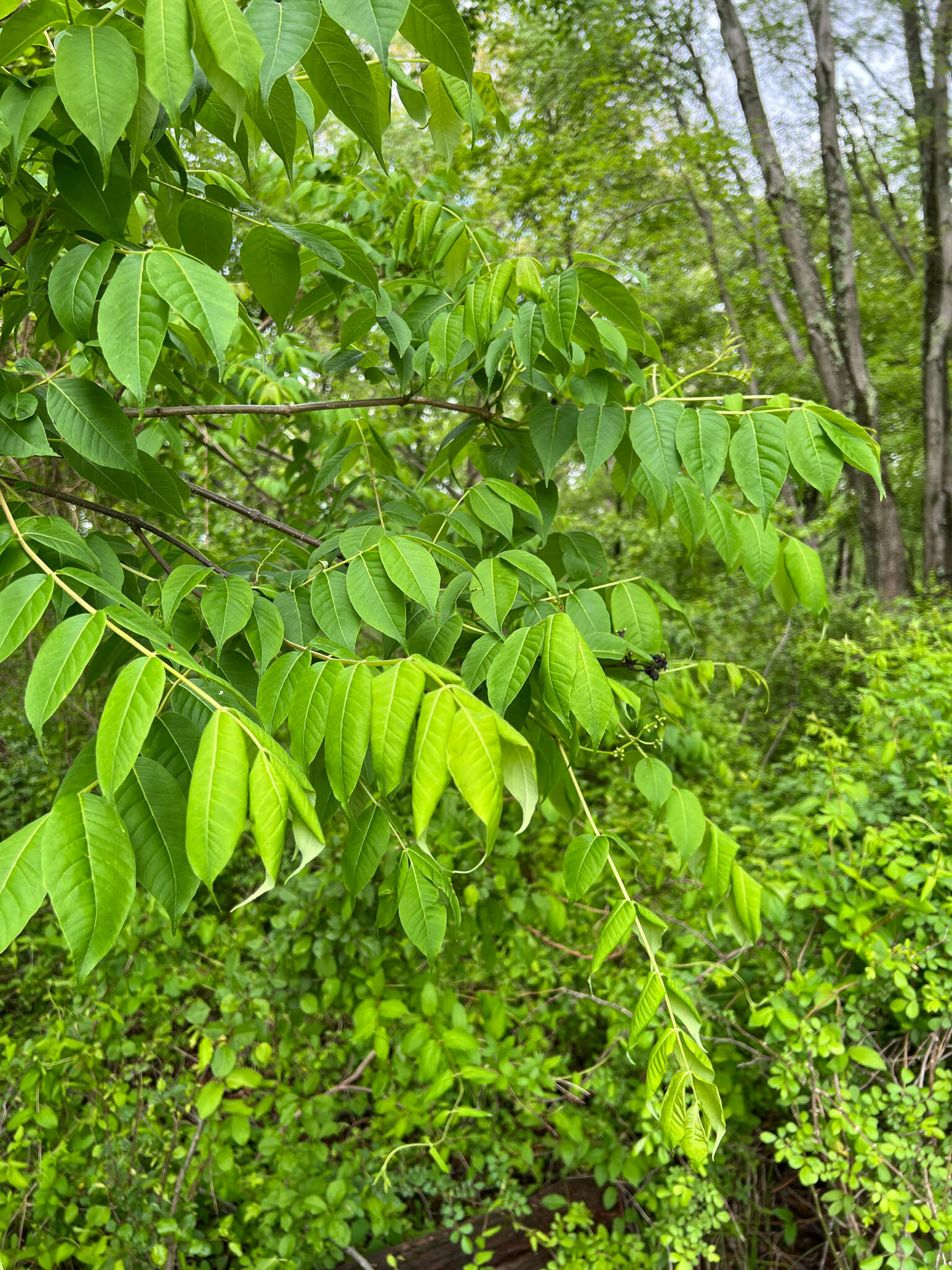 Phellodendron amurense Rupr.
