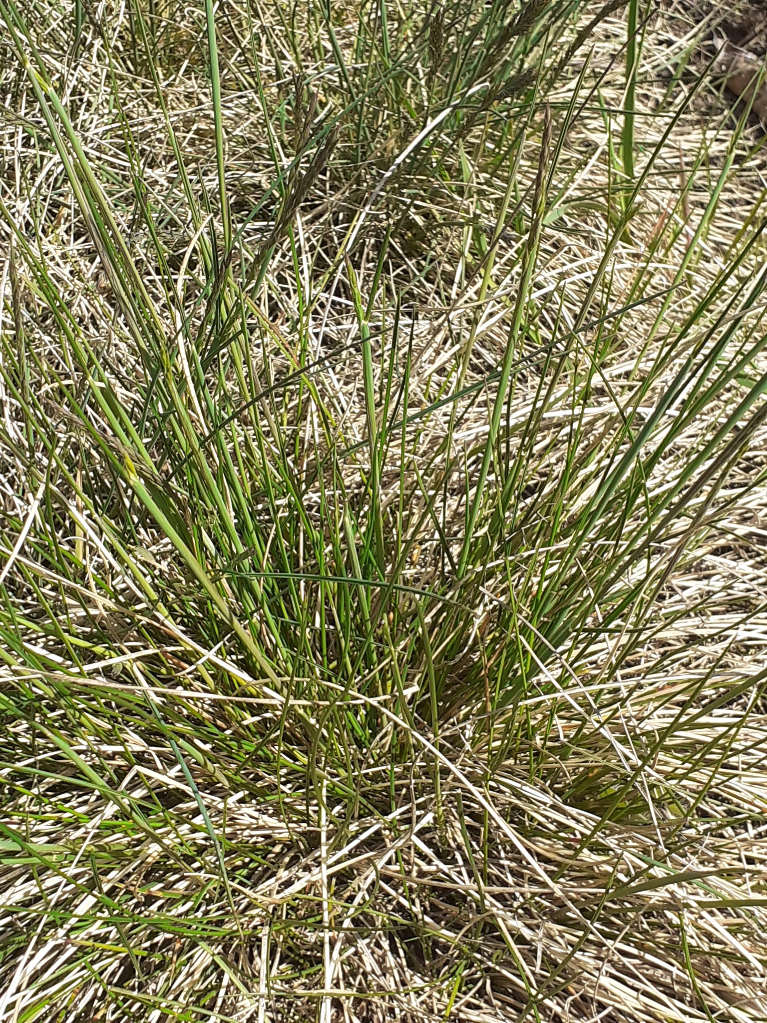 Festuca rubra L.