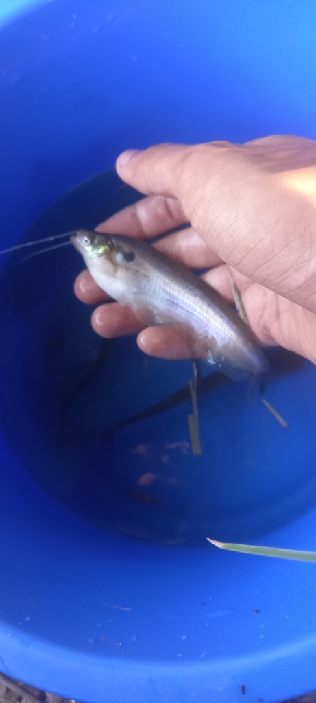 Butter Catfish in August 2022 by Aung Htet Hein · iNaturalist