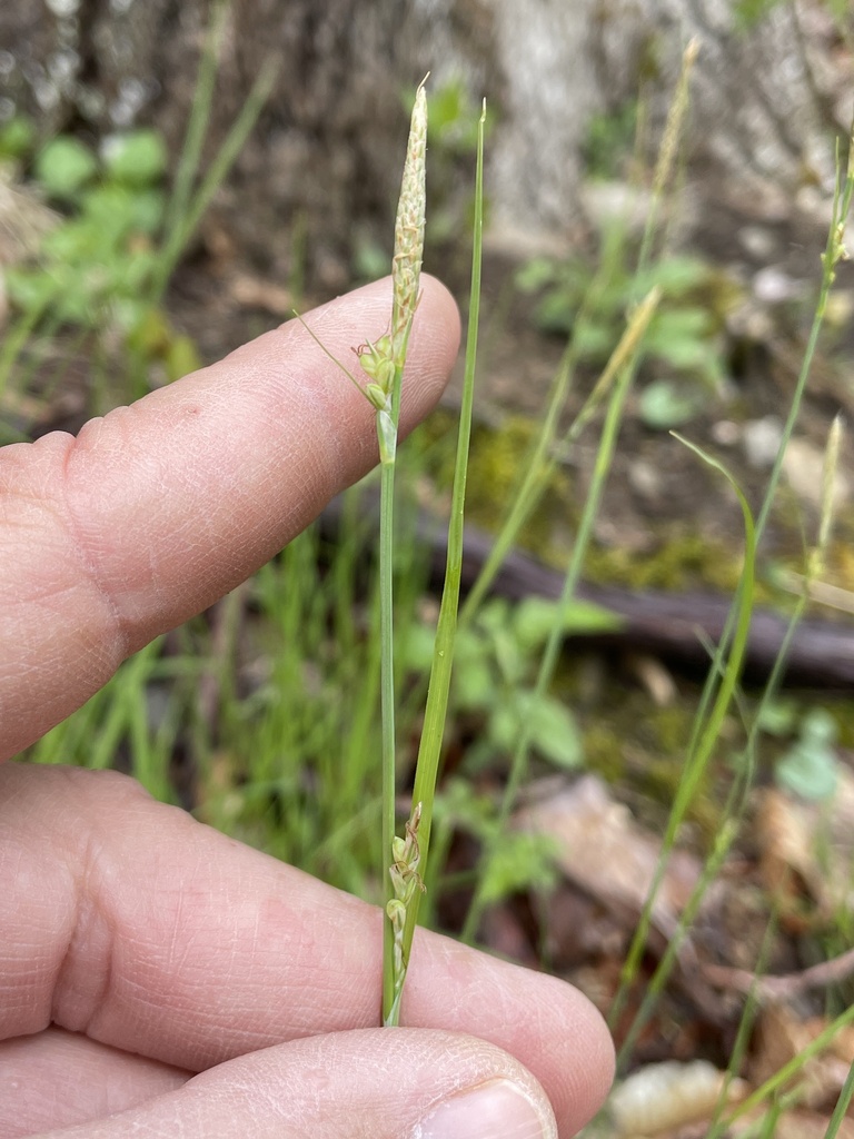 pretty sedge from Clymer, PA, US on May 3, 2023 at 02:45 PM by Jeff ...