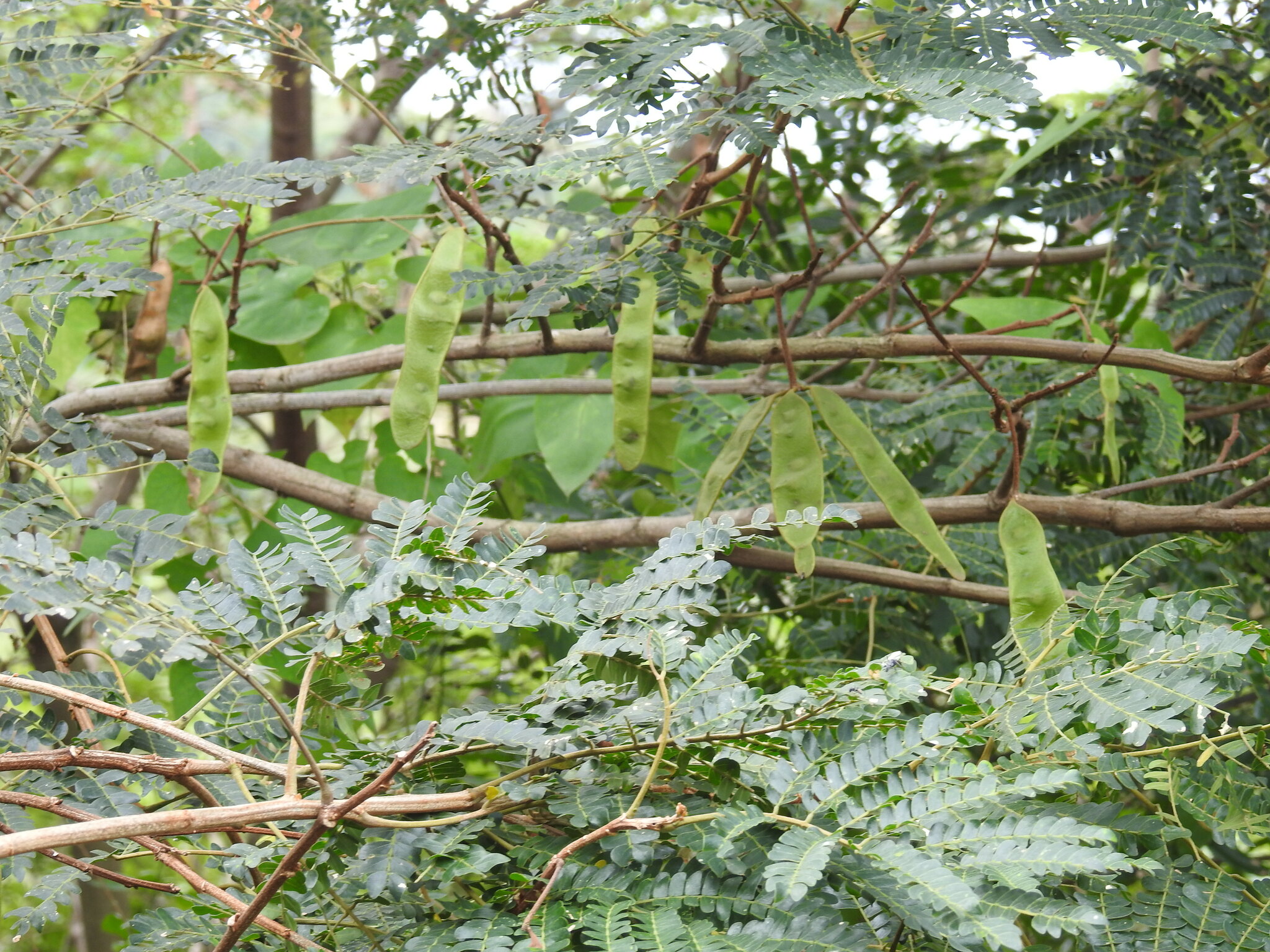 Albizia adianthifolia (Schumach.) W.Wight