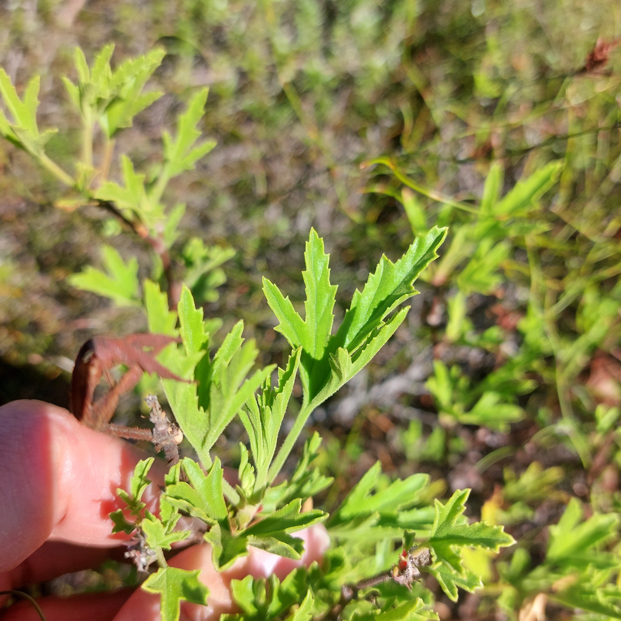 Pelargonium scabrum (L.) L'Hér.