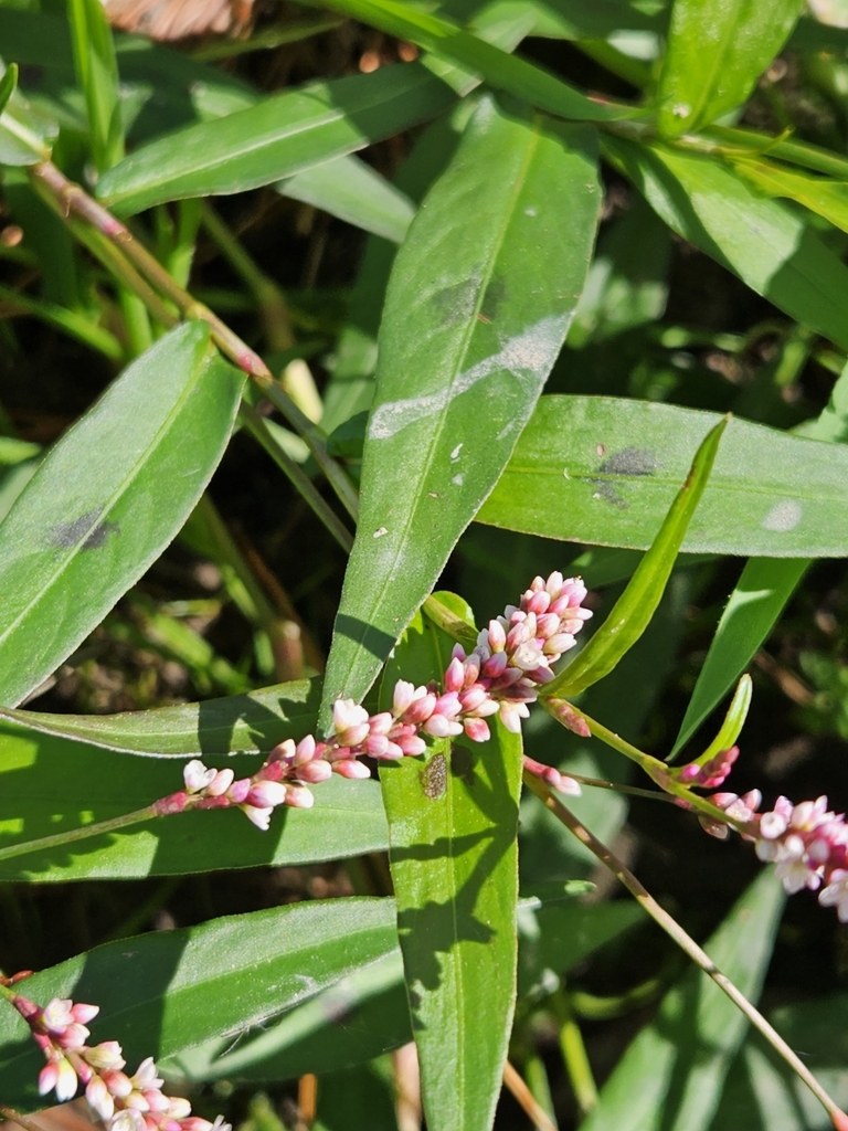 slender knotweed from Thulimbah QLD 4376, Australia on May 4, 2023 at ...