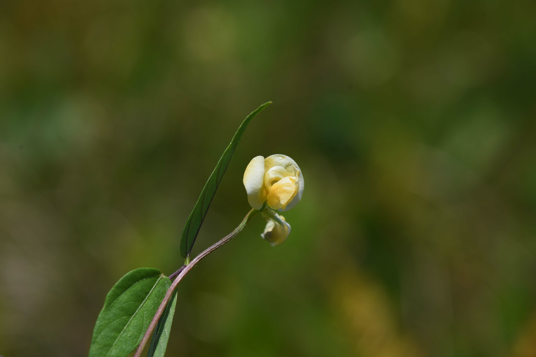 Vigna longifolia (Benth.) Verdc.