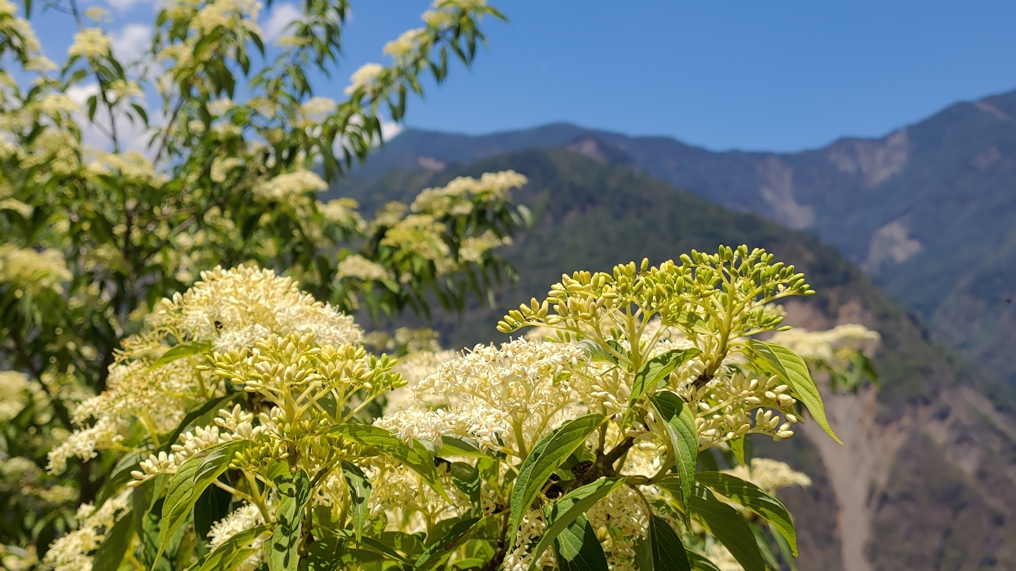 Cornus macrophylla Wall.