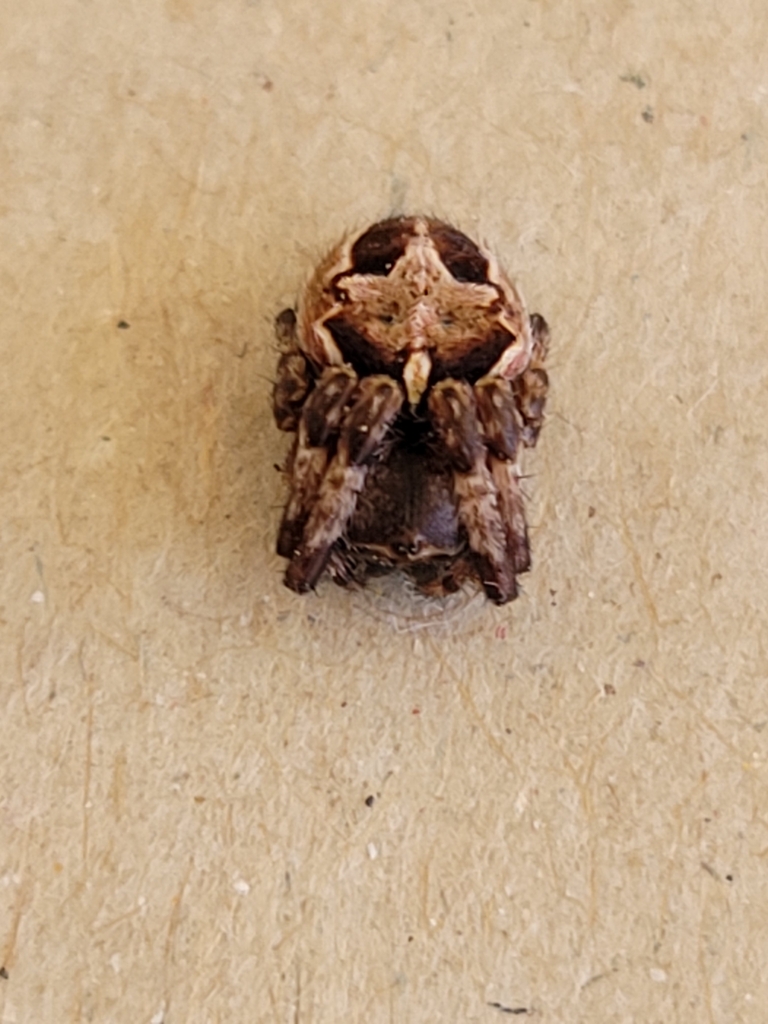 Black-spotted Araneus Hairy Field Spider from Haarlem on May 1, 2023 by ...