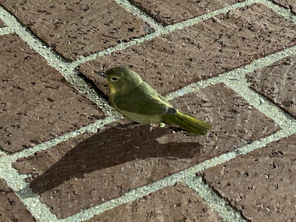 New World Warblers from Commerce St, Fort Worth, TX, US on May 04, 2023 ...