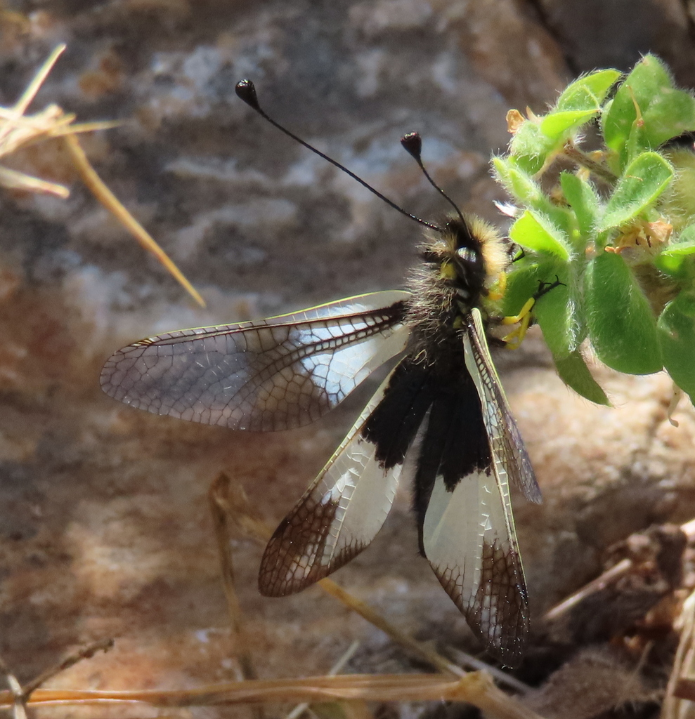Libelloides lacteus from Peloponnese Region, Greece on May 04, 2023 at ...