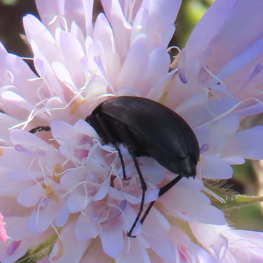Podonta from Peloponnese Region, Greece on May 04, 2023 at 10:00 AM by ...