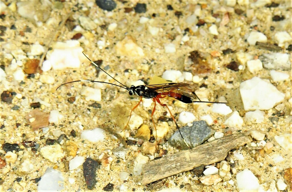 Ichneumonid And Braconid Wasps From Wallaga Lake Nsw 2546 Australia On May 04 2023 At 0143 Pm