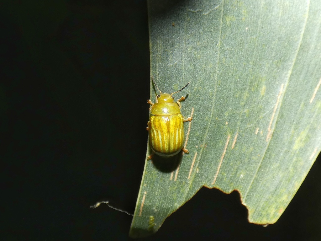 Calomela pallida from Port Douglas QLD 4877, Australia on May 4, 2023 ...