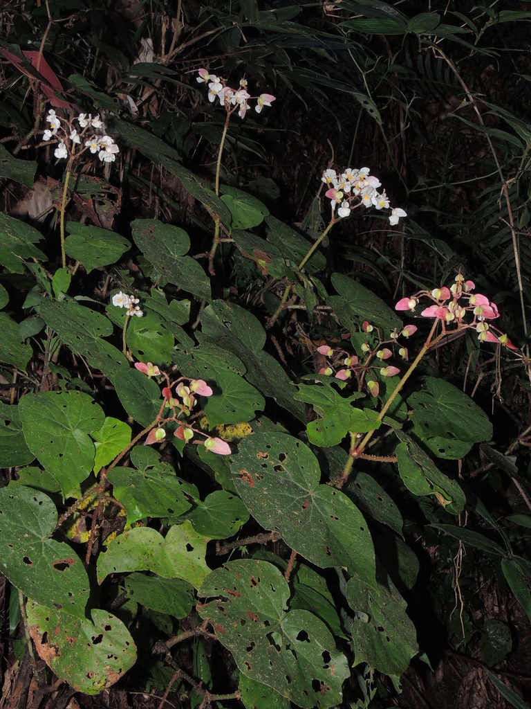 (Begonia paleata) - Botanical Realm