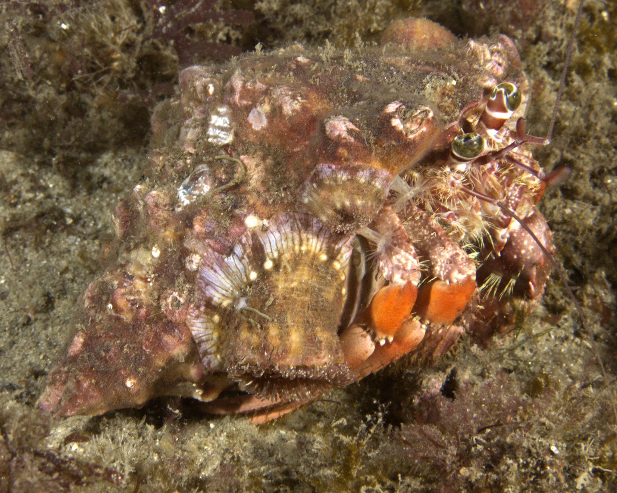 Calliactis Verrill, 1869