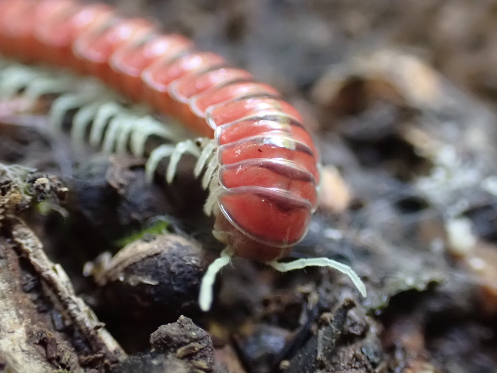 Train Millipede from 大乗寺丘陵公園, 金沢市, 石川県, JP on May 4, 2023 at 02:55 PM ...