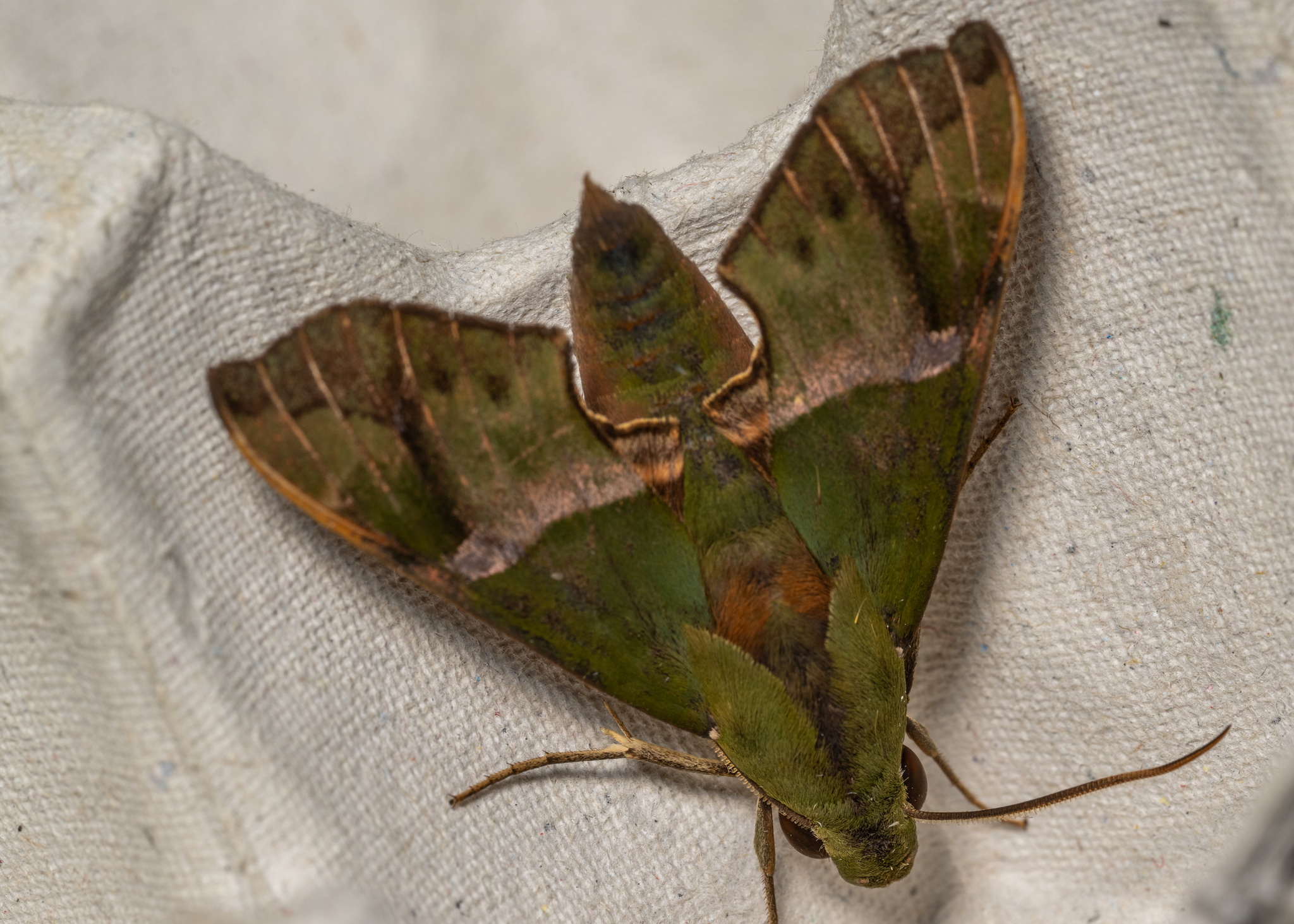 Angonyx testacea Walker, 1856
