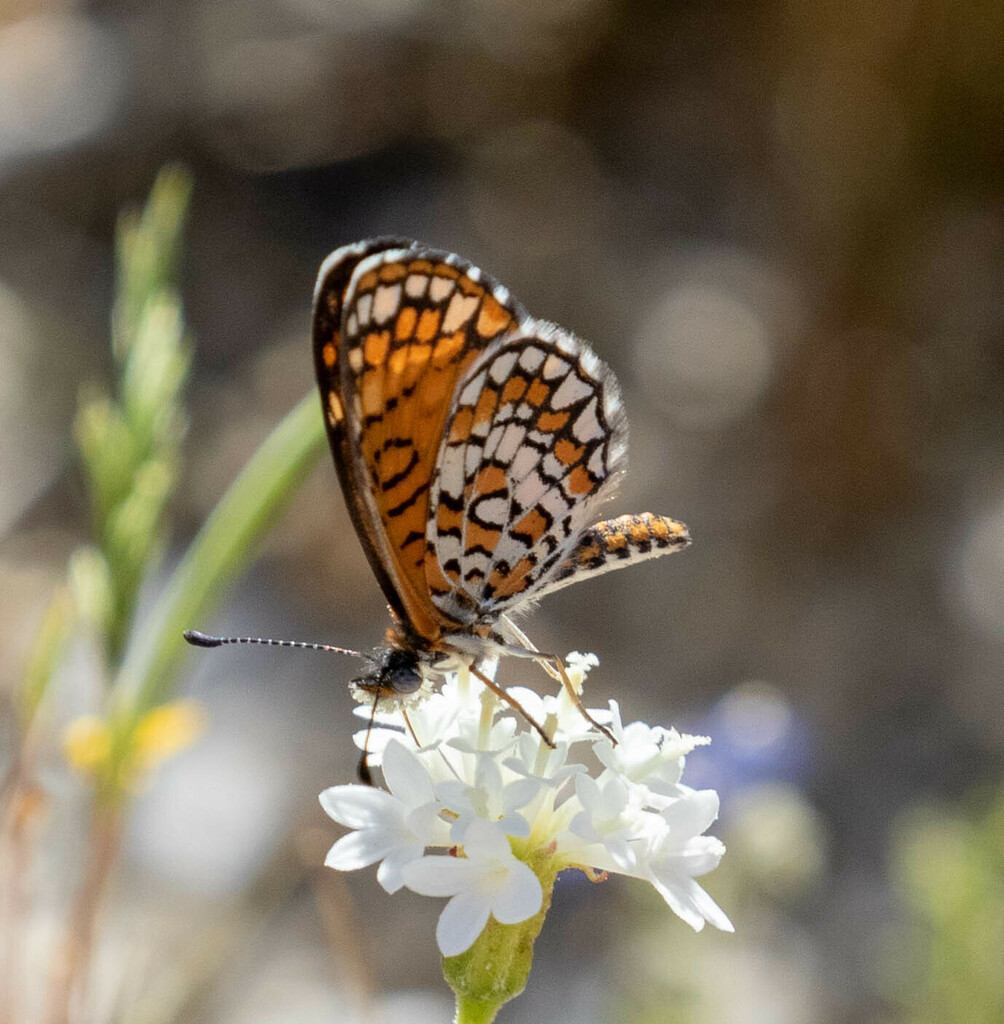 Tiny Checkerspot from San Diego County, CA, USA on April 11, 2023 at 10 ...