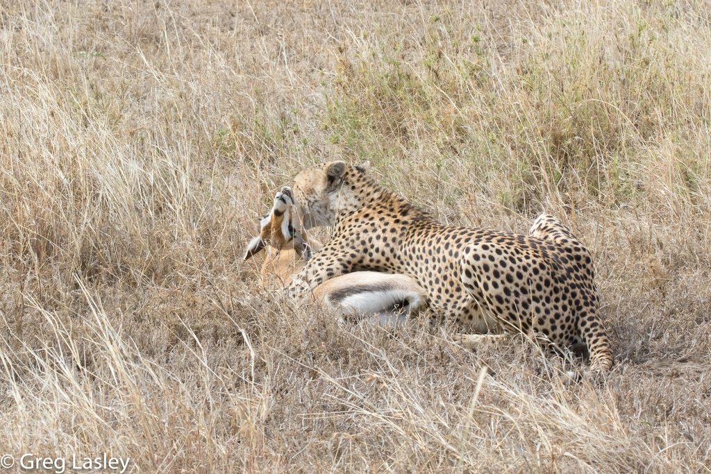 Southern and Eastern African Cheetah in October 2018 by Greg Lasley ...