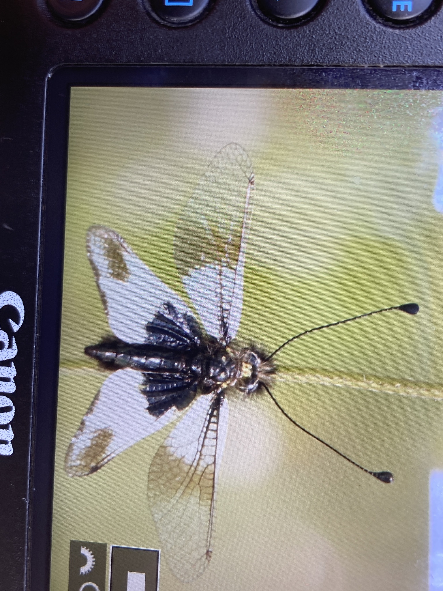 Libelloides lacteus (Brullé, 1832)