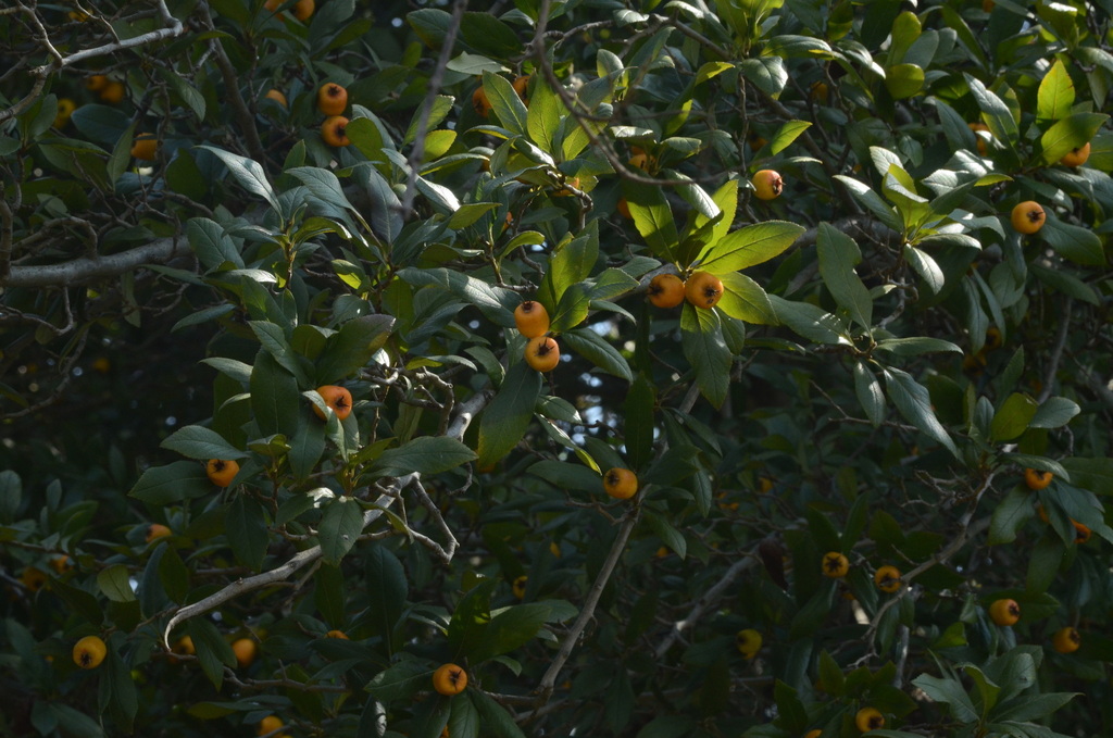 Maleae from Moreleta Park, Pretoria, 0181, South Africa on April 29 ...