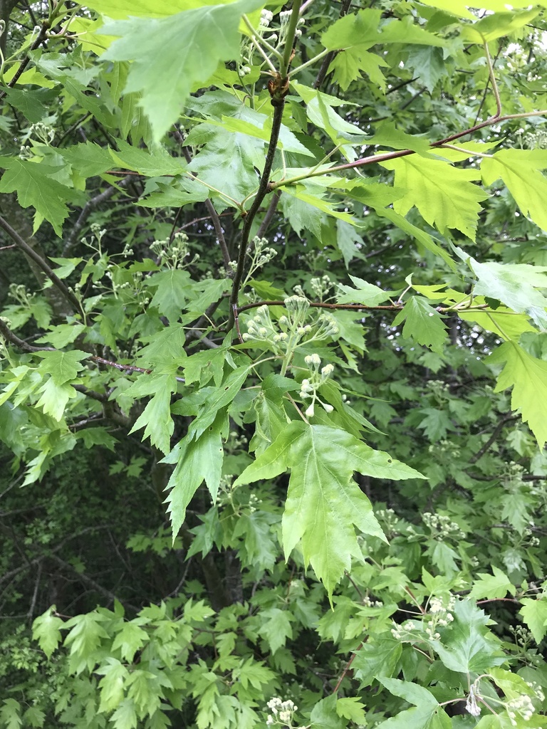 Wild Service tree From Sweyne Park Rayleigh England GB On May 4 wild-service-tree-from-sweyne-park-rayleigh-england-gb-on-may-4