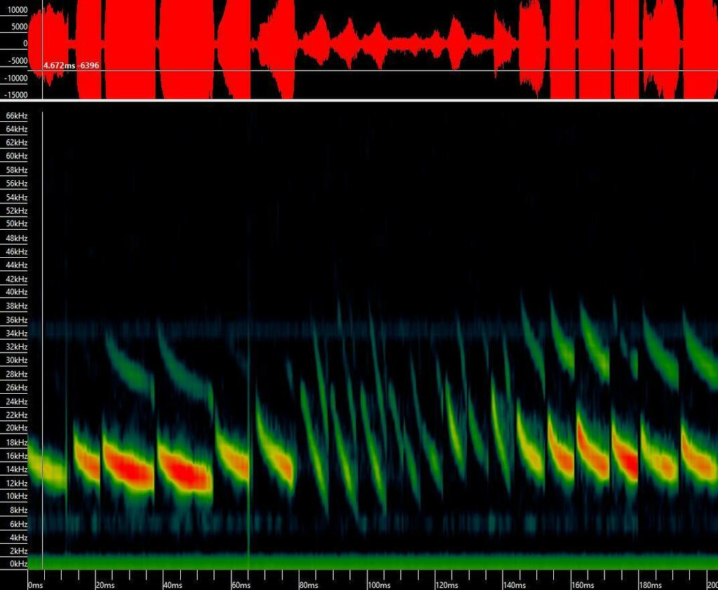 Florida Bonneted Bat in April 2023 by Joe MDO. Recording made with Echo ...