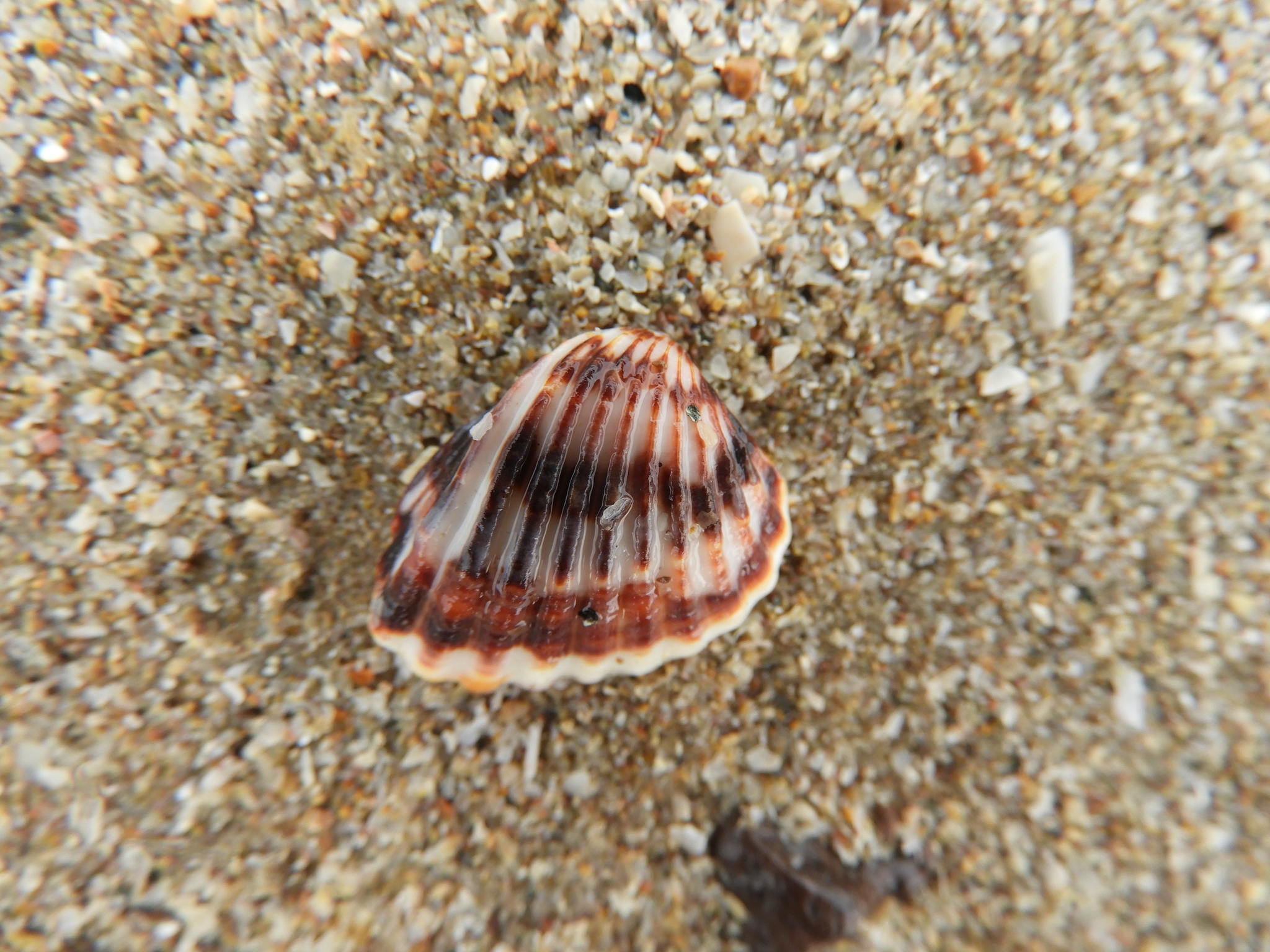 Cardites laticostatus (G.B.Sowerby I, 1833)