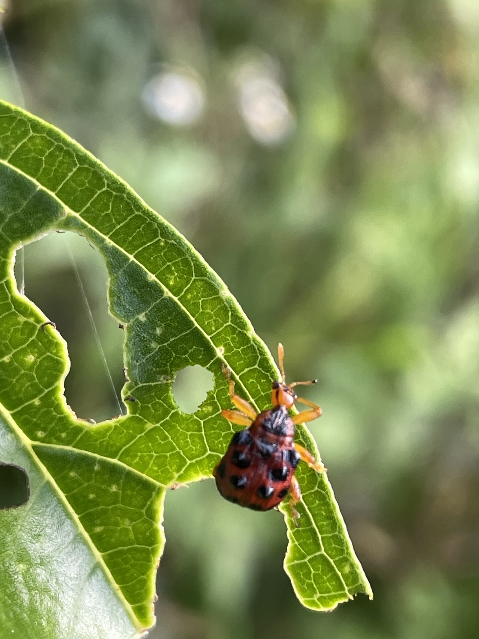 Agomadaranus pardaloides (Voss, 1924)