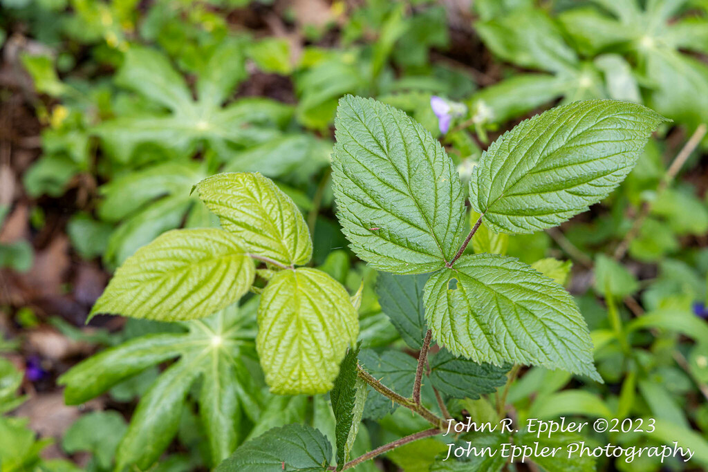 American red raspberry from Fauquier County, VA, USA on April 27, 2023 ...