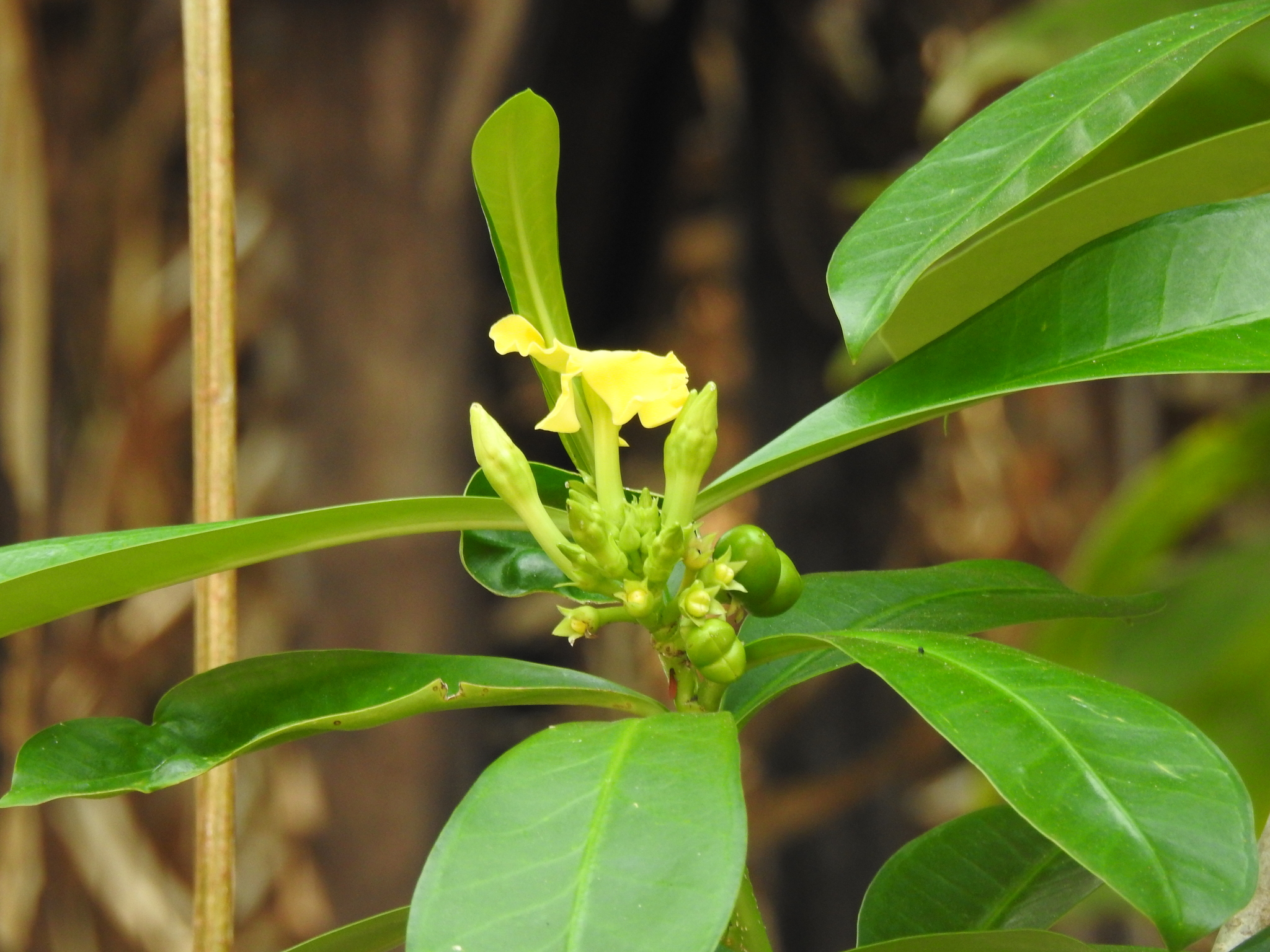 Thevetia ahouai (L.) A.DC.