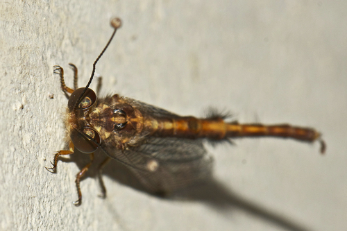 Ascalaphus prothoracicus · iNaturalist