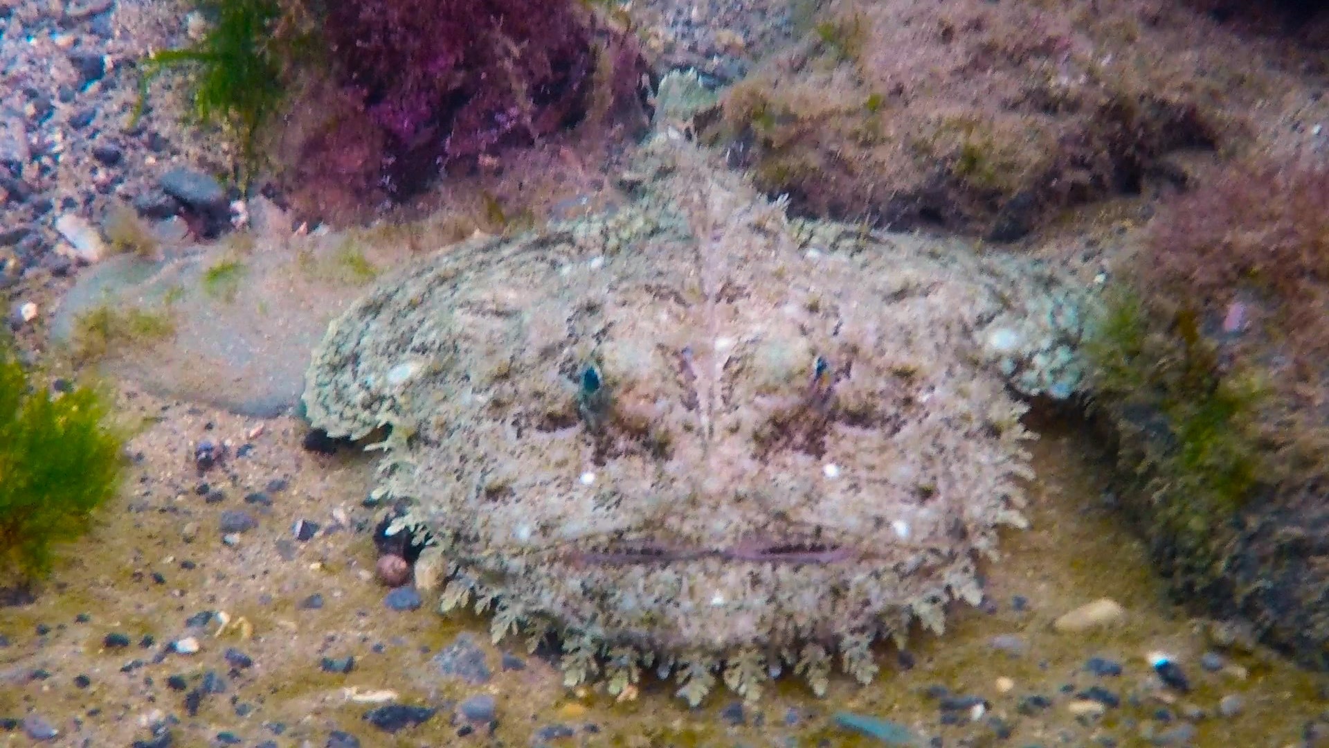 Lophius piscatorius Linnaeus, 1758