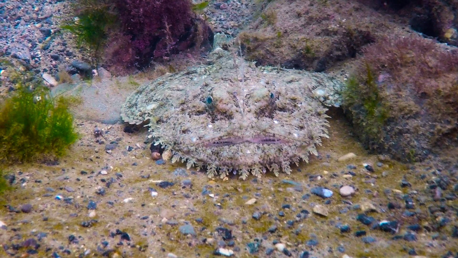 Lophius piscatorius Linnaeus, 1758