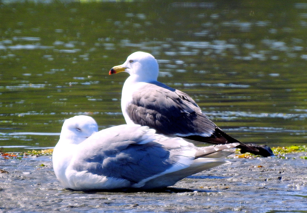 Black-tailed Gull from Colwood, BC, Canada on May 3, 2023 by Val George ...
