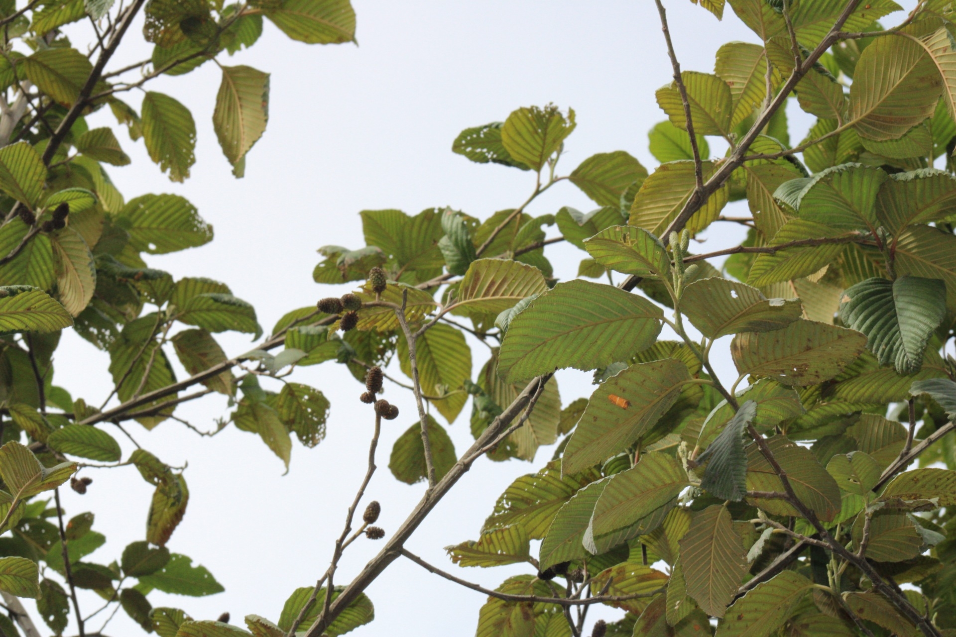 Alnus acuminata Kunth