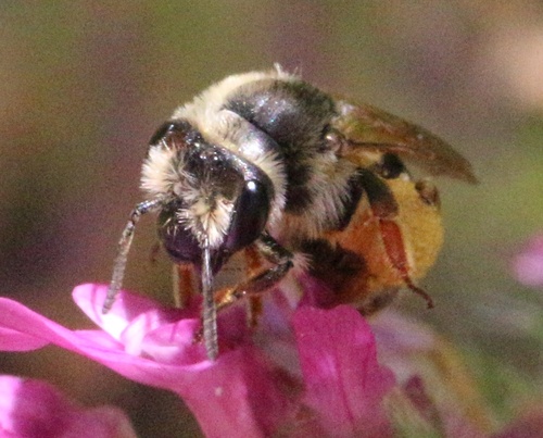 Red-backed Mining Bee (Andrena russula) · iNaturalist