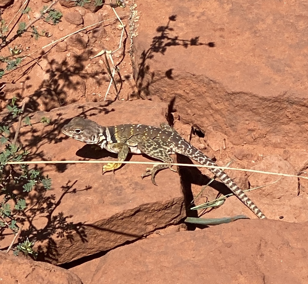 Eastern Collared Lizard from Coconino National Forest, Sedona, AZ, US ...