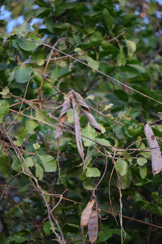 Beach Bean from Mazatlán, Sinaloa, Mexico on April 28, 2023 at 06:17 PM ...